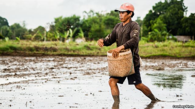 In Philippines, Crop Researchers Try to Flood-proof Rice